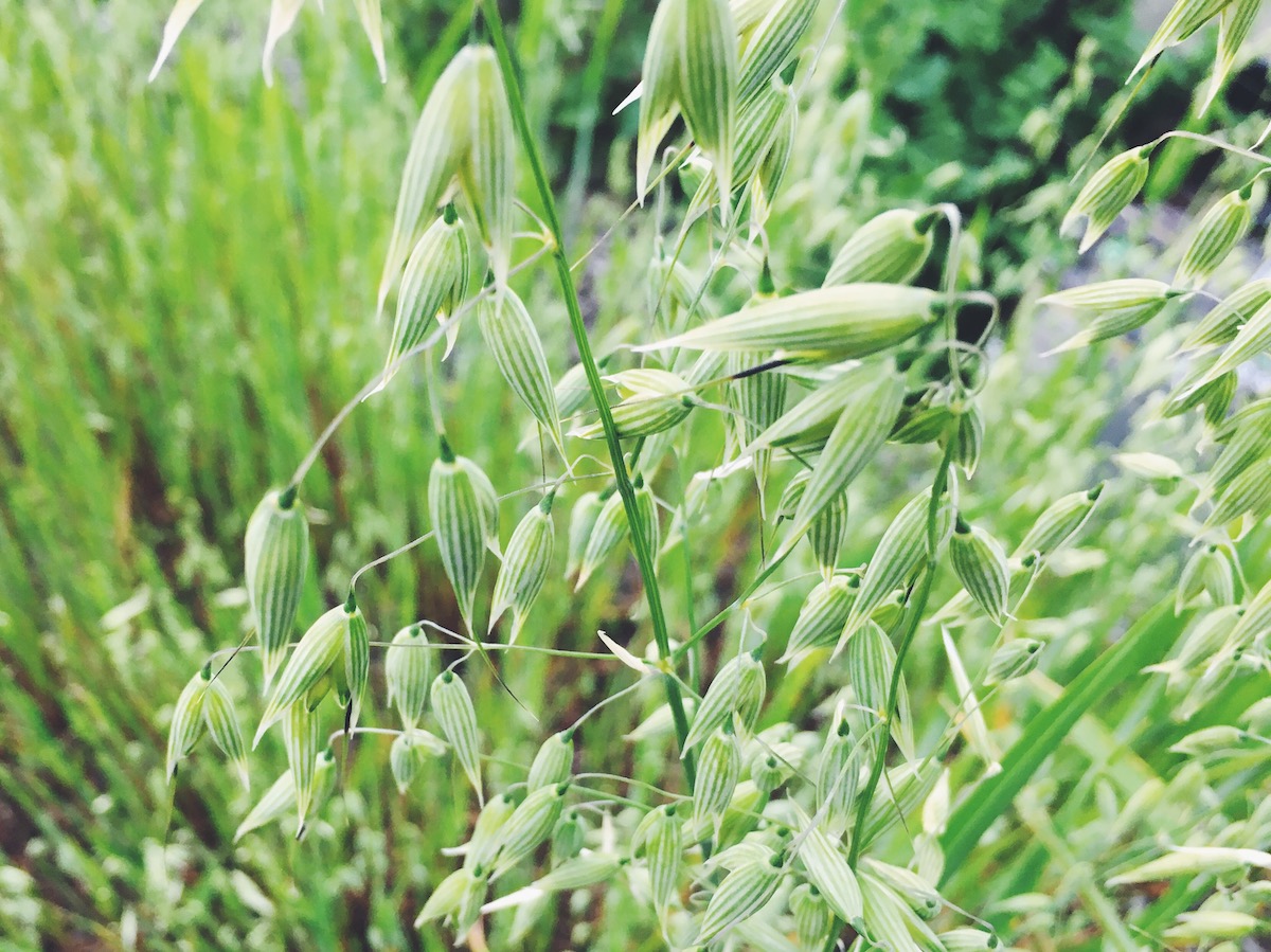Oat | Avena sativa – The Nervine Garden