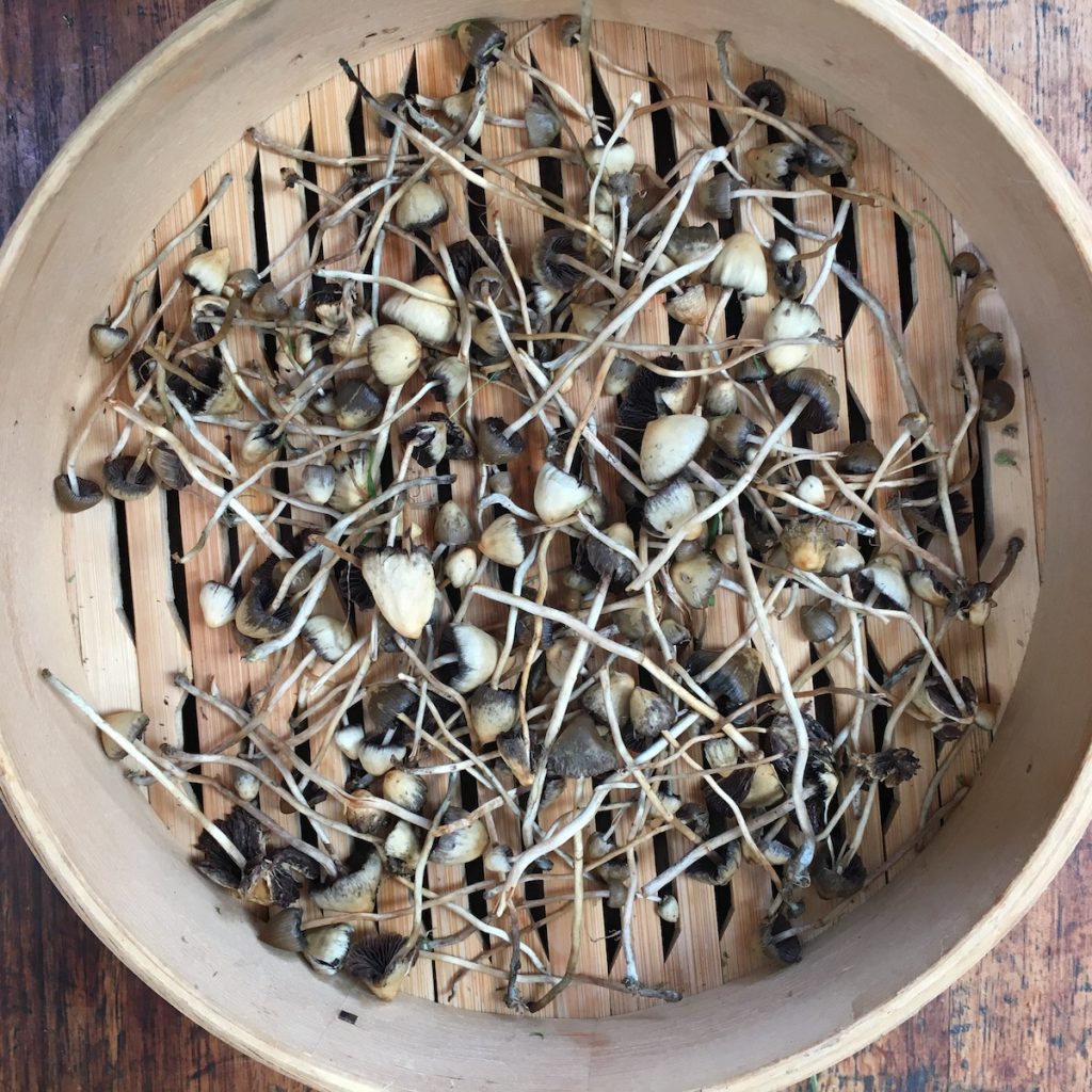 Liberty cap shrooms – The Crone's Apprentice