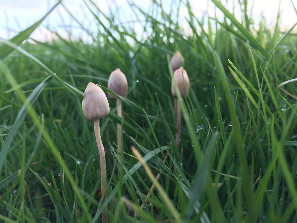 Liberty cap shrooms – The Crone's Apprentice