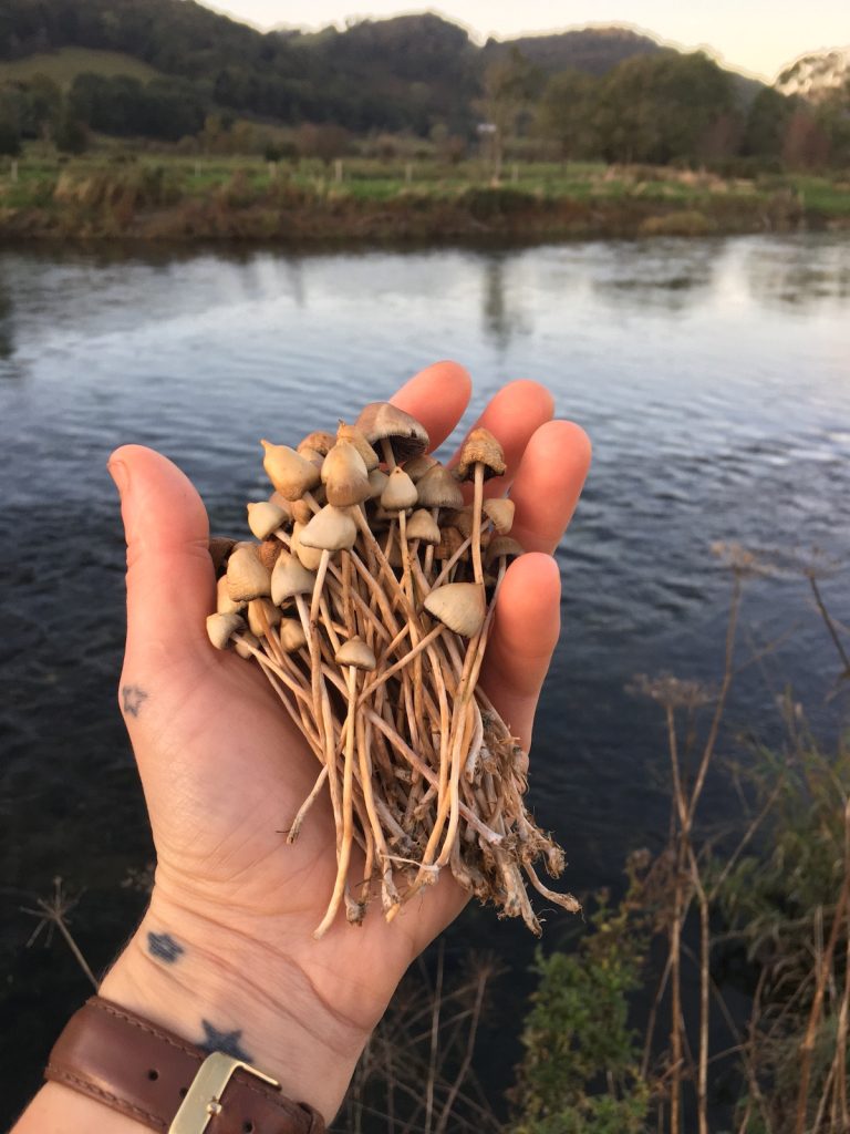 Liberty cap shrooms – The Crone's Apprentice